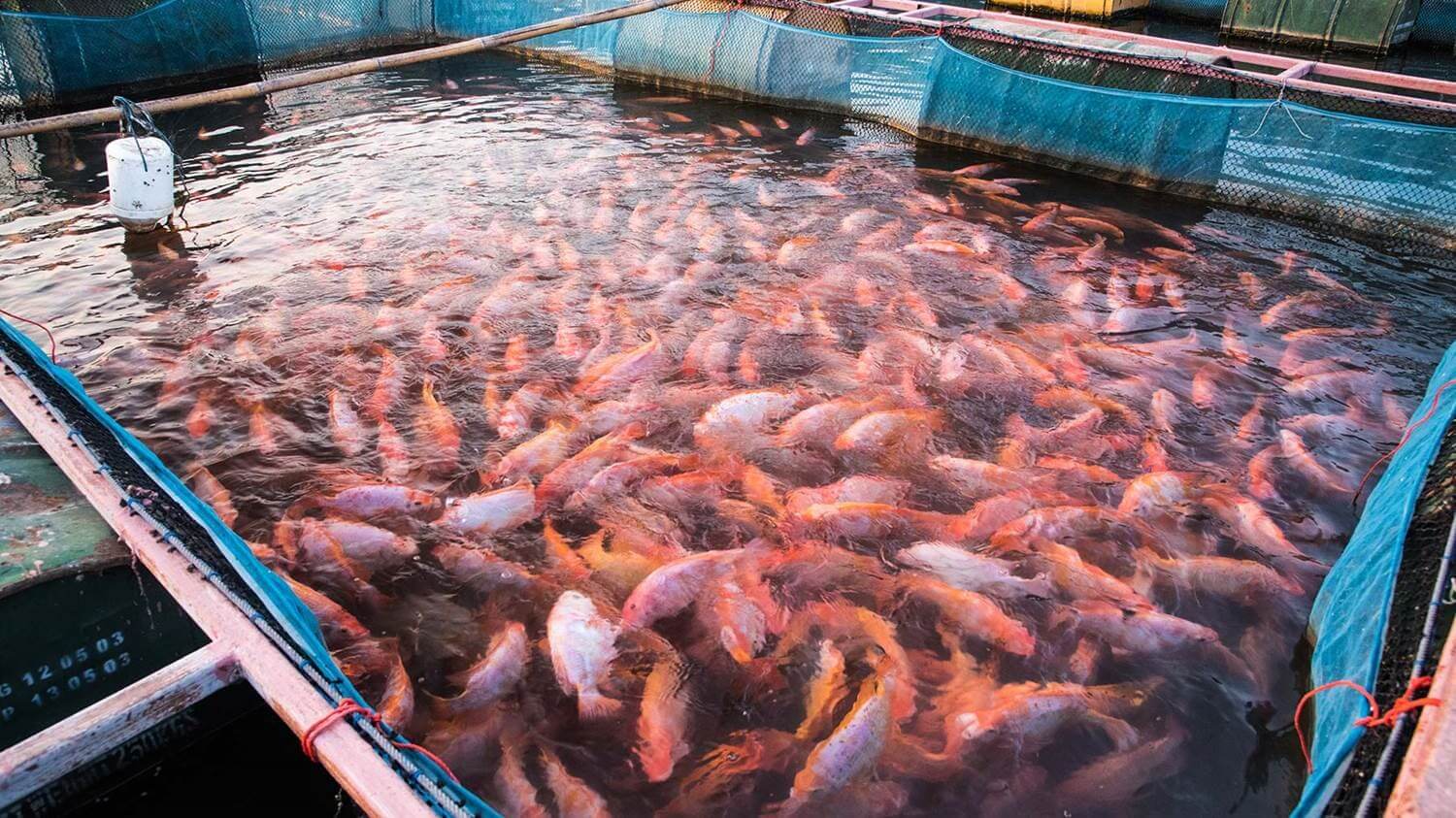 Hama dan Penyakit Ikan Nila Paling Sering Terjadi – Star Farm International