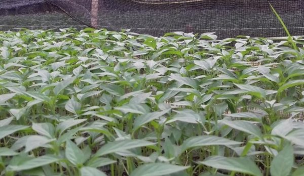 Yuk Ikuti Cara Menyemai Cabe yang Benar Supaya Cepat Tumbuh – Star Farm ...