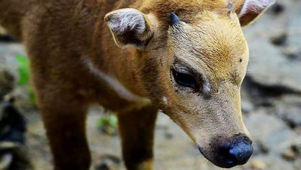 Jadi Maskot Pulau Sulawesi, Ini 5 Ciri Khusus Anoa! – Star Farm ...