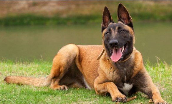 8 Jenis Anjing Pelacak dalam Tugas Kepolisian – Star Farm International