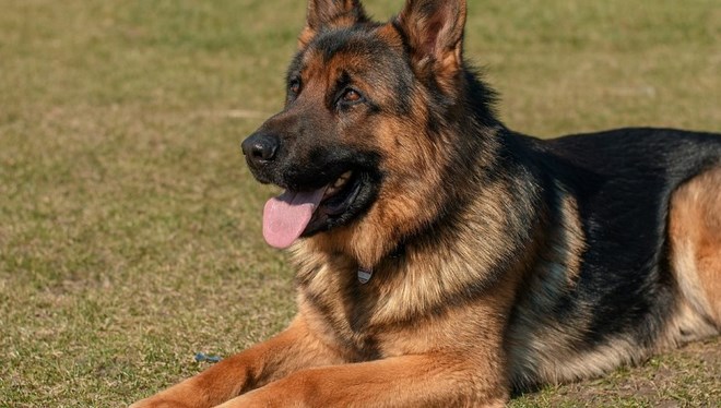 8 Jenis Anjing Pelacak dalam Tugas Kepolisian – Star Farm International