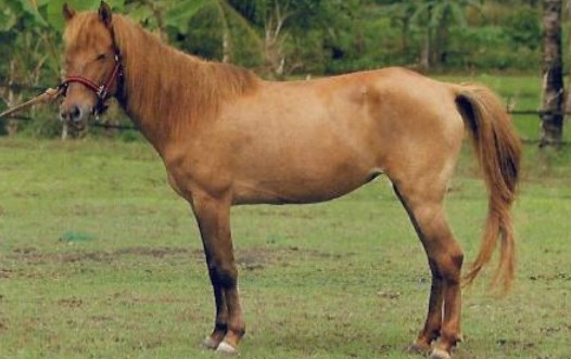 Inilah 11 Jenis Kuda Pacu di Indonesia Bertenaga Super – Star Farm ...