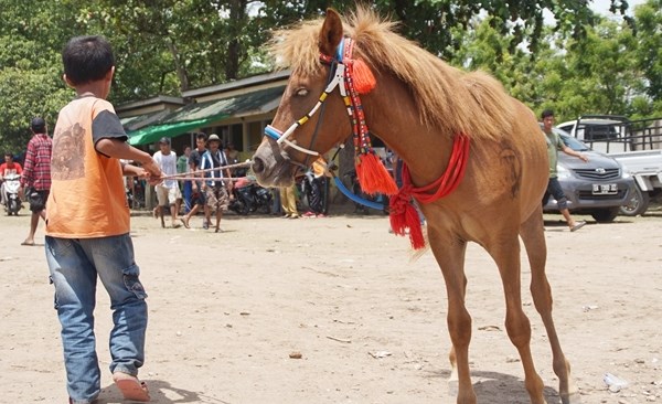 Inilah 11 Jenis Kuda Pacu di Indonesia Bertenaga Super – Star Farm ...