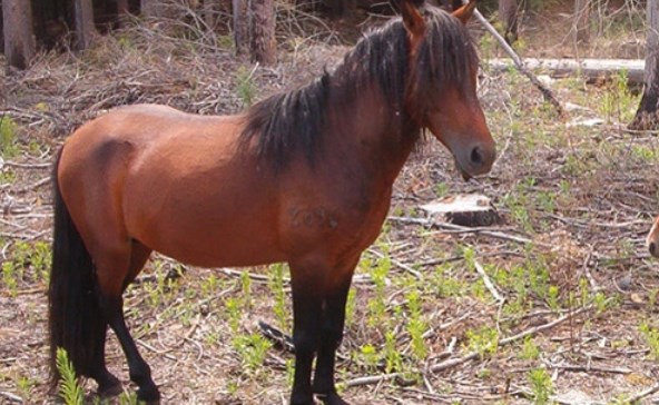 Inilah 11 Jenis Kuda Pacu di Indonesia Bertenaga Super – Star Farm ...