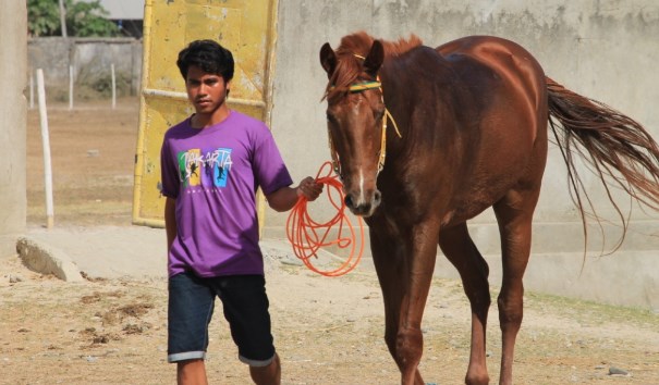 Inilah 11 Jenis Kuda Pacu di Indonesia Bertenaga Super – Star Farm ...