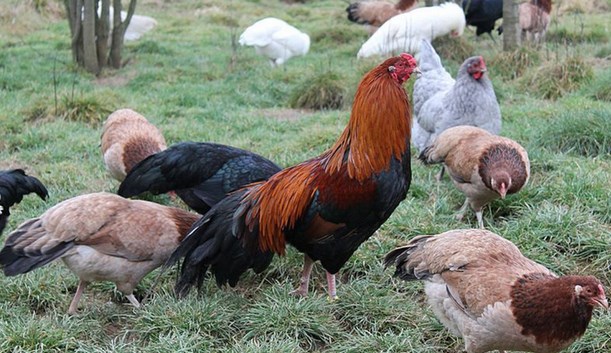 7 Jenis Ayam Hias Ekor Panjang Paling Cantik dan Populer – Star Farm ...