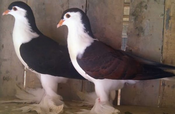 Mengenal 10 Jenis Merpati Hias Termahal – Star Farm International