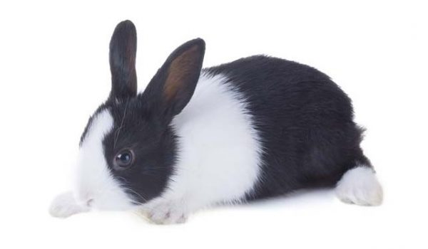 Ada Harga Ada Rupa, Ini 6 Jenis Kelinci Hias Termahal – Star Farm ...