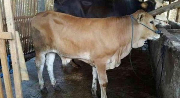 Wajib Tahu! Bagaimana Gejala dan Penanganan Distokia pada Sapi – Star ...