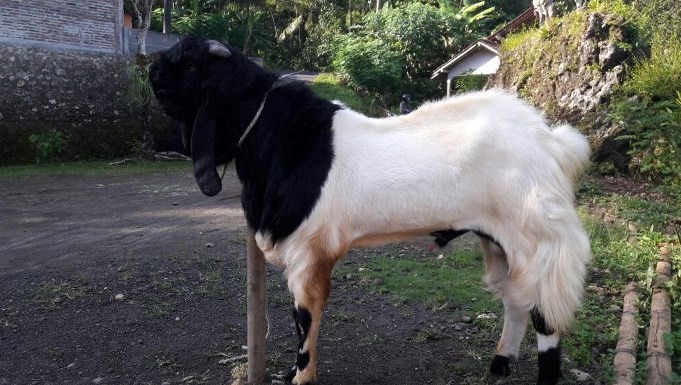 Budidaya Kambing Peranakan Etawa yang Sukses dan Menguntungkan – Star ...