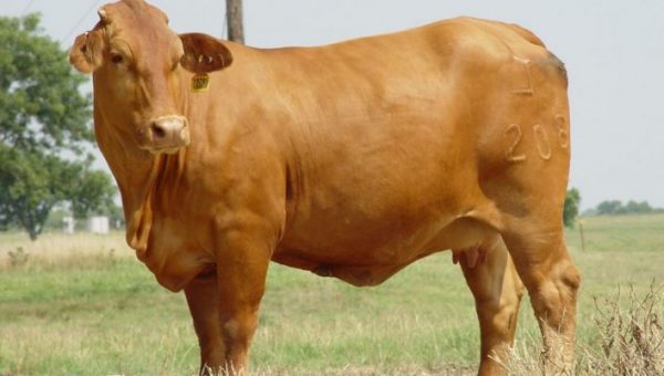 Sapi Beefmaster Sapi Unggulan Kombinasi Brahman Hereford dan Shorthorn ...
