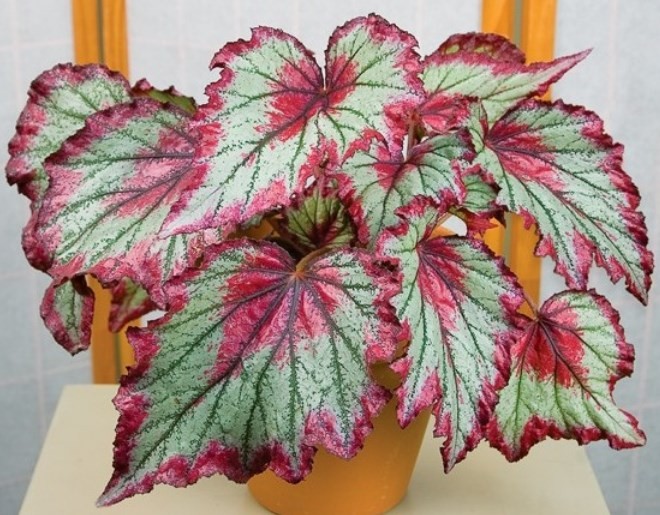 8 Tanaman Hias Daun Merah Yang Menarik Dan Unik – Star Farm International