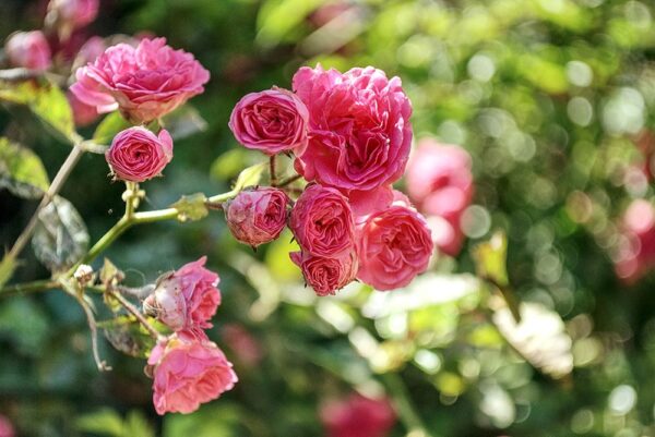 Jenis Bunga Mawar Cantik yang Cocok untuk Menghiasi Taman Rumah – Star ...