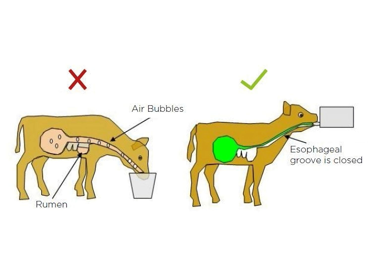 Wajib Anda Ketahui! Pentingnya Penggunaan Dot Untuk Anak Sapi! – Star ...