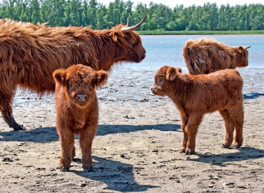 Sapi Highland, Sapi Menggemaskan yang Cocok Jadi Hewan Peliharaan!