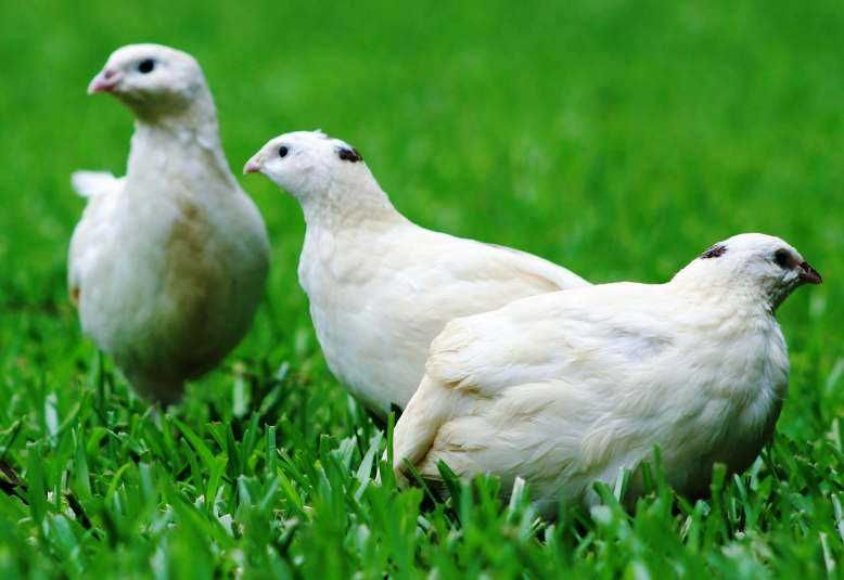 Tertarik Bisnis Ternak Burung Puyuh? Kenali Dulu Jenis-jenisnya, Yuk ...