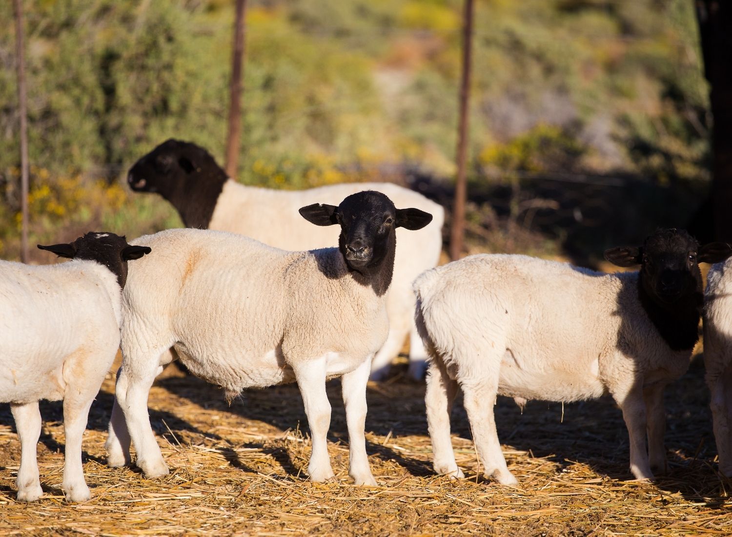 6 Keunggulan Domba Dorper Karakter Super! – Star Farm International