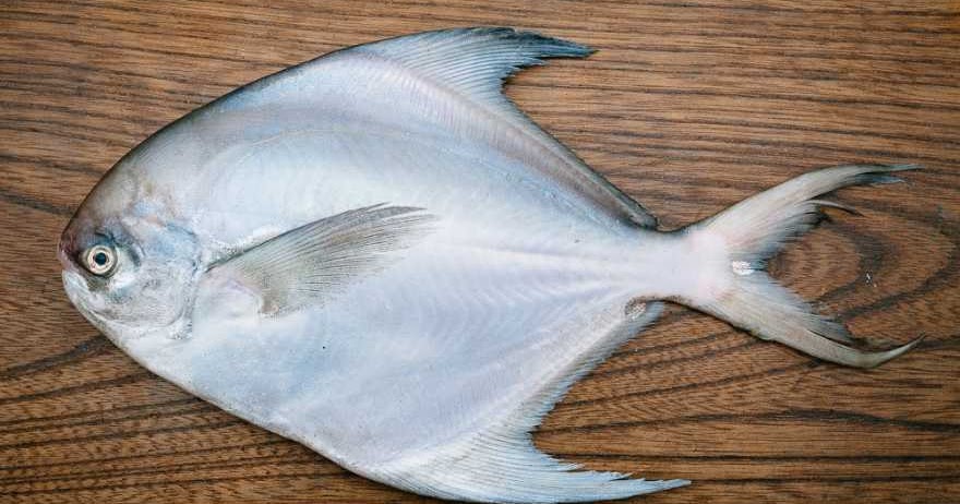 Ikan Bawal? Ada Apa Aja Sih Jenisnya? – Star Farm International