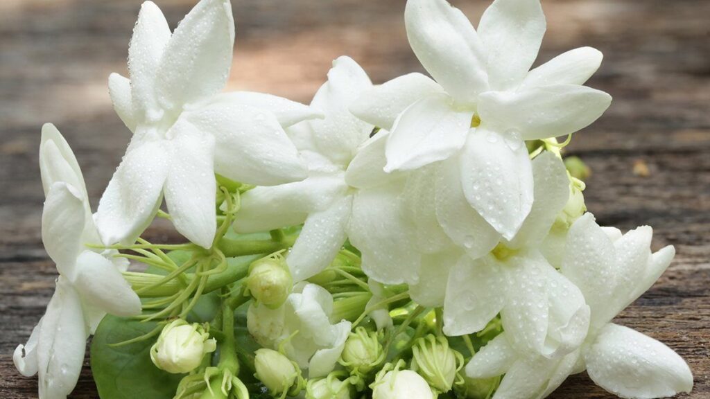 5 Tips Sederhana Cara Menanam Tanaman Bunga Sedap Malam – Star Farm ...