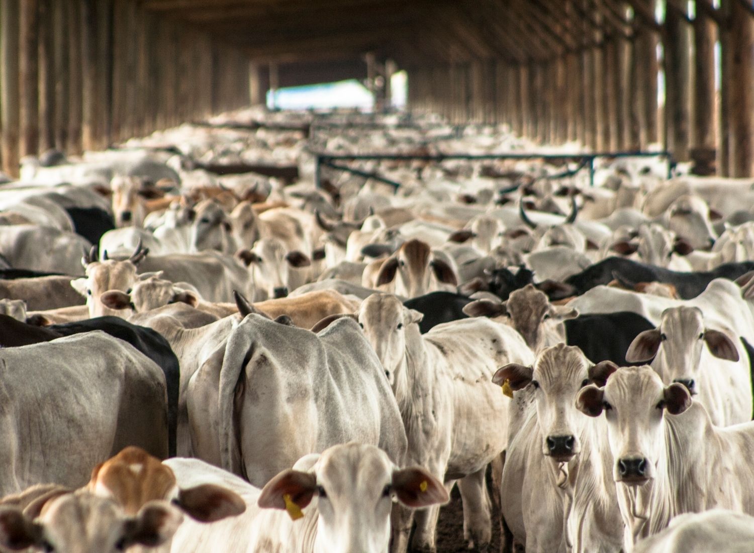 5 Karakter Unggul Sapi Nelore yang Wajib Anda Tahu! – Star Farm ...
