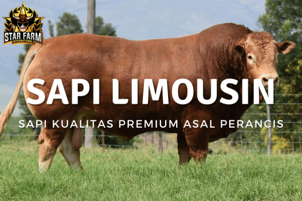 Sapi Limousin, Sapi Kualitas Premium Asal Perancis – Star Farm ...